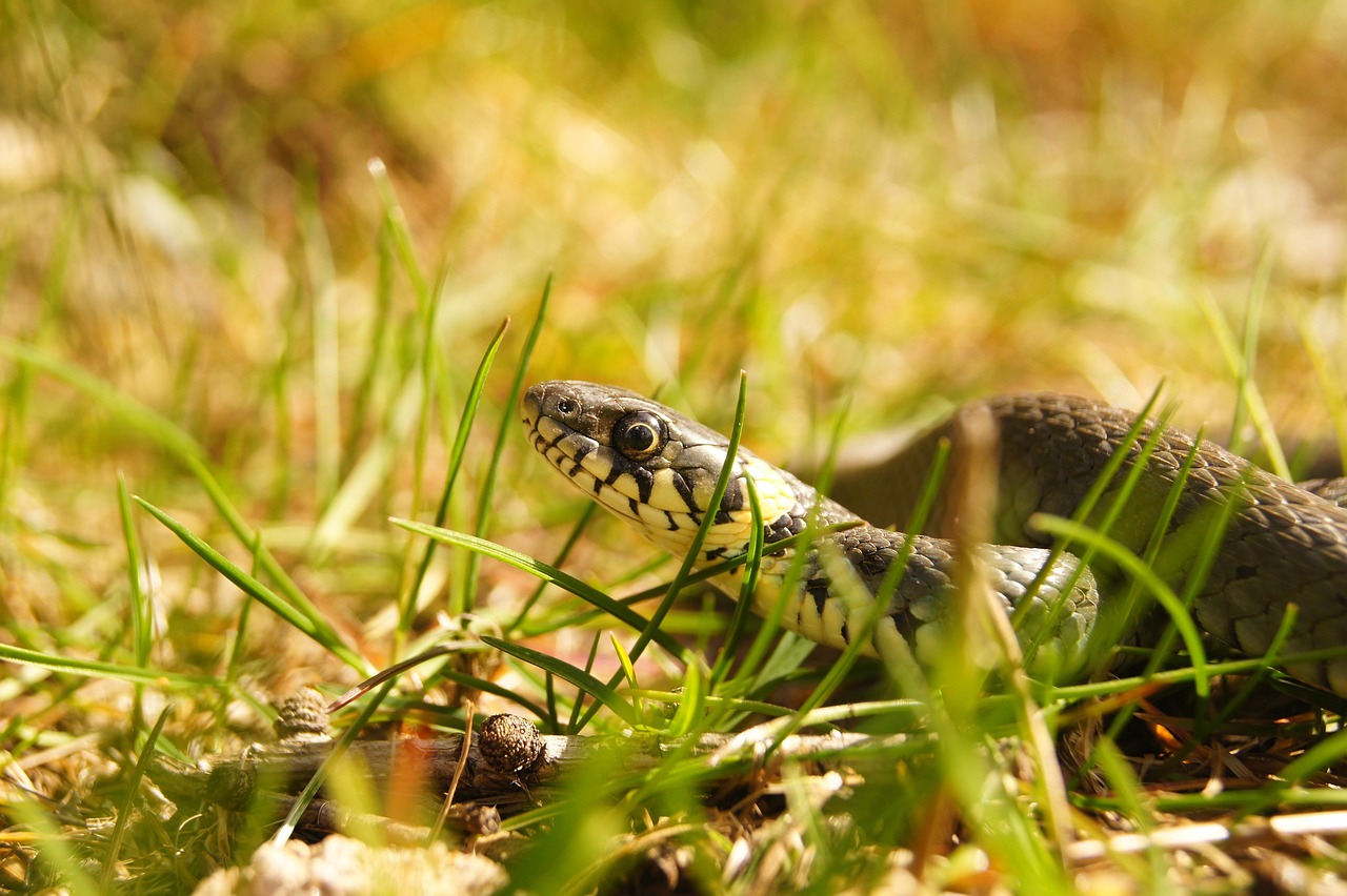 11 Landscaping Choices That Are Secretly Attracting Snakes to Your Home ...